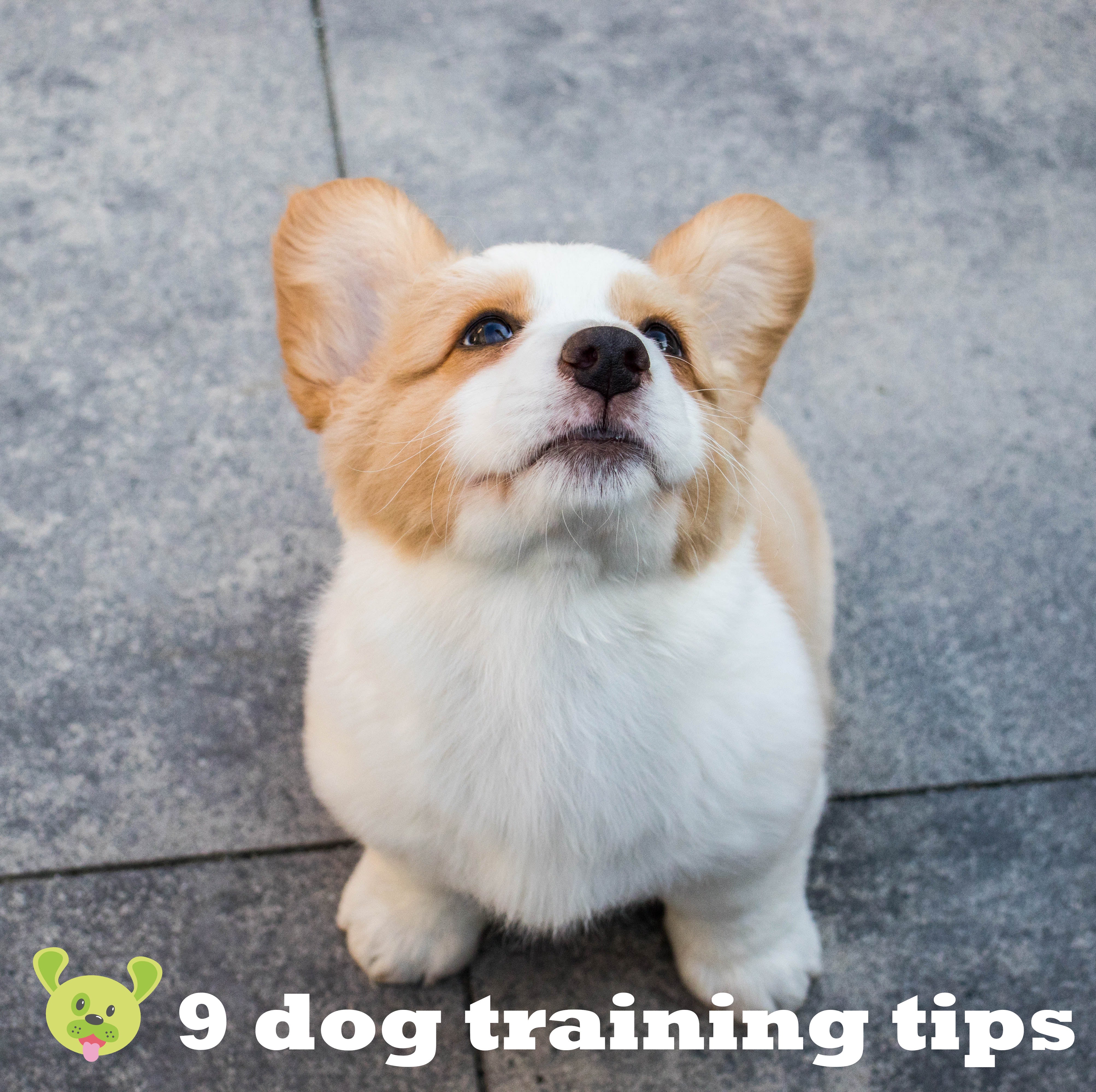 9 Dog Training Tips You Need To Know – EcoBark Pet Supplies
